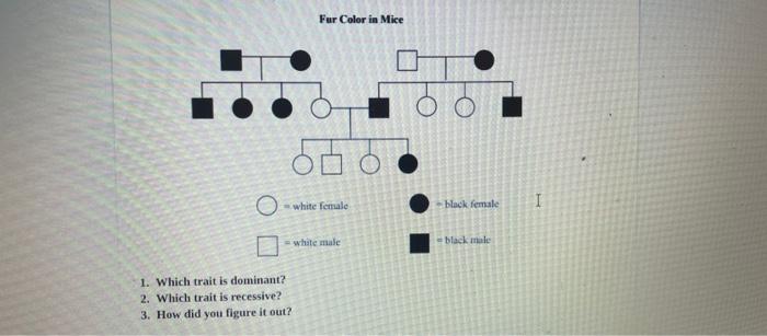 Solved Fur Color in Mice 1. Which trait is dominant? 2. | Chegg.com