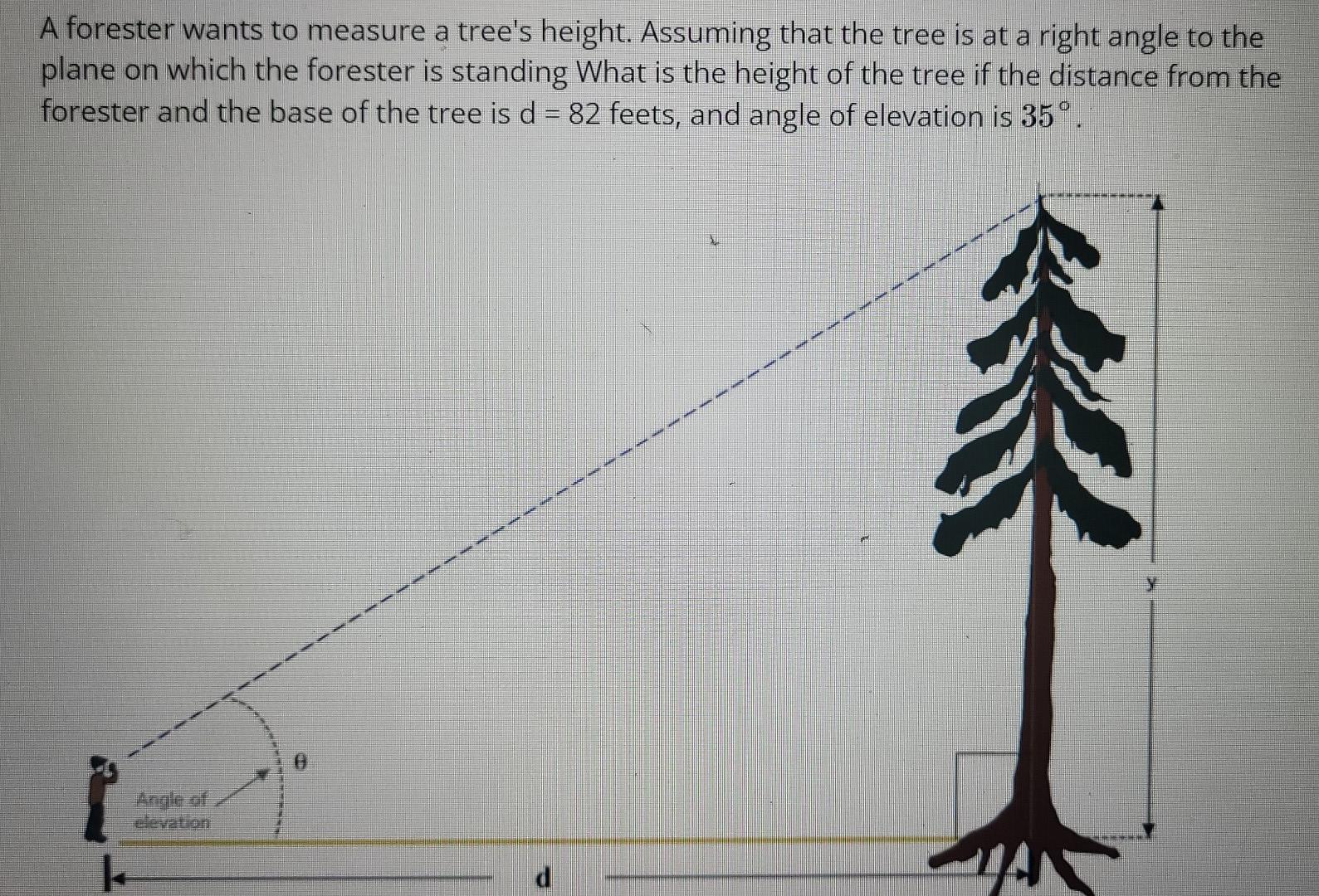 Solved A forester wants to measure a tree's height. Assuming | Chegg.com