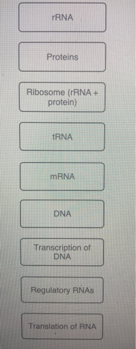 Solved rRNA Transcription of DNA Regulatory RNAS tRNA TORNA | Chegg.com