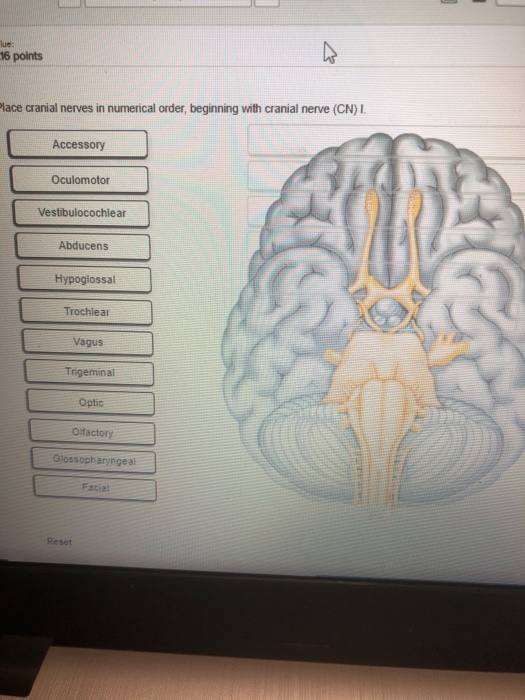 Solved lue: 16 points Place cranial nerves in numerical | Chegg.com
