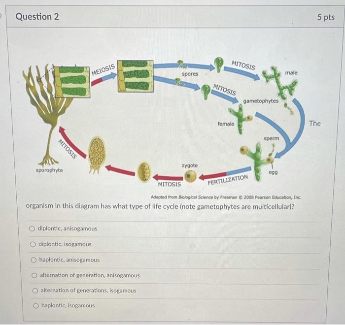 Solved Question 2 5 pts MITOSIS MEIOSIS spores male MITOSIS | Chegg.com