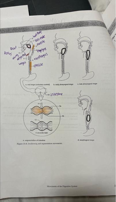 Solved Color and label: 1. food bolus 2. epiglottis 3. | Chegg.com