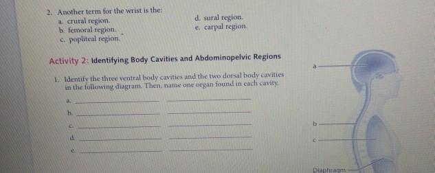 Solved 2. Another term for the wrist is the a. crural | Chegg.com