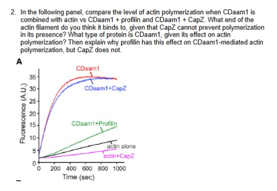 Solved by an EXPERT in the following panel, compare the level of actin | Chegg.com