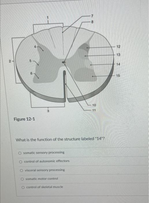 Solved Identify the structure labeled "1." lateral white | Chegg.com