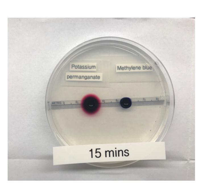 Solved Lab 3: Cell Physiology Simple Diffusion Experiment | Chegg.com