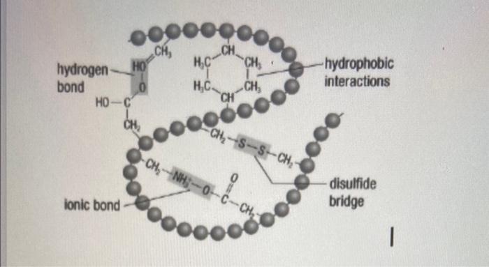 Solved The Level Of Folding Of The Protein Structure Shown