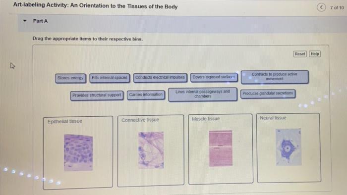Solved Art-labeling Activity: An Orientation to the Tissues | Chegg.com