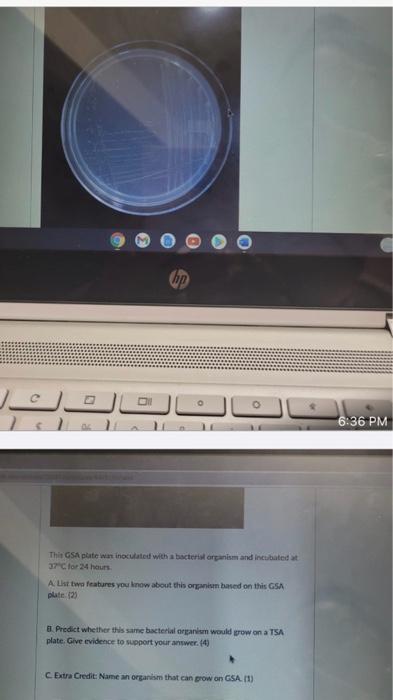 Solved J_e_ 6:36 PM This GSA plate was inoculated with a | Chegg.com