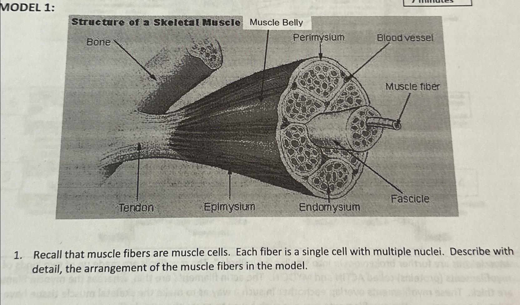 Solved MODEL 1:Recall that muscle fibers are muscle cells. | Chegg.com
