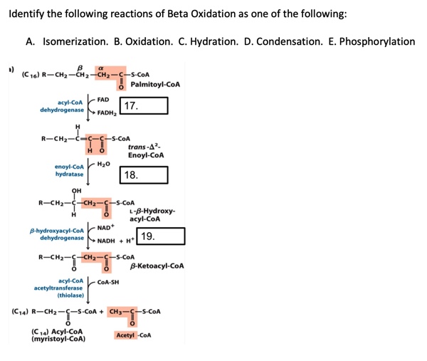 Solved Identify the following reactions of Beta Oxidation as | Chegg.com