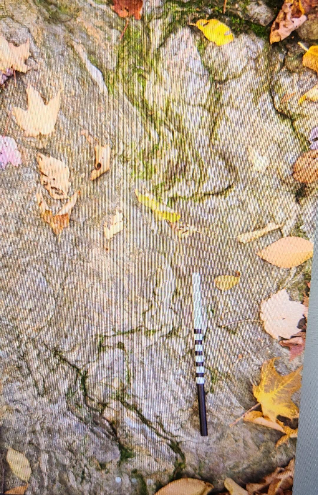 Solved GEO 115 Fieldtrip Name Mount Snow Stop 1 - | Chegg.com