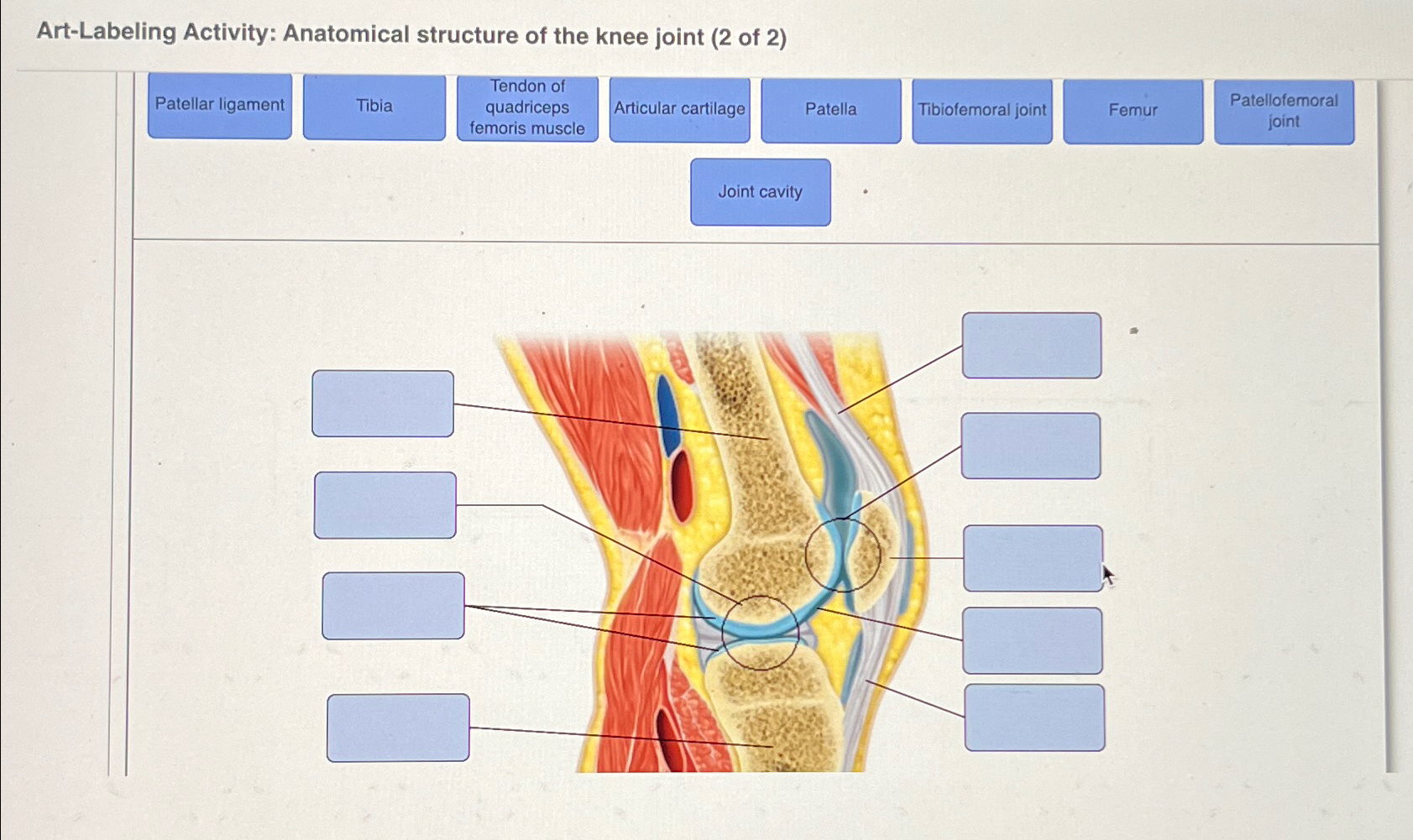 Solved Art-Labeling Activity: Anatomical structure of the | Chegg.com