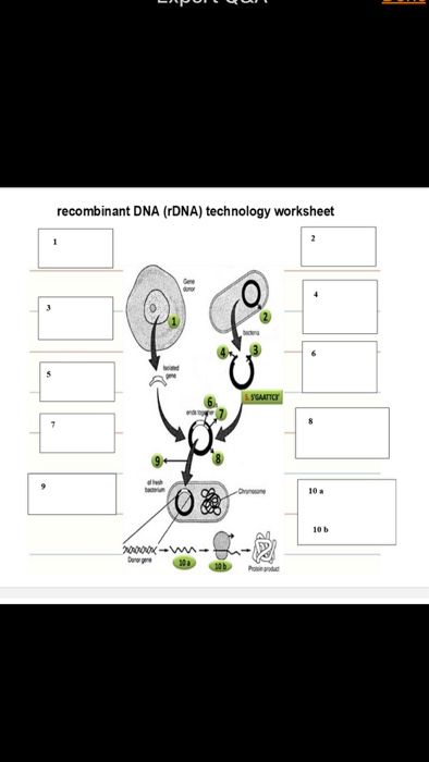 Solved page): 1. The first step in rDNA technology, labelled | Chegg.com