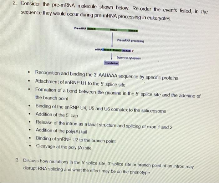 Solved 2. Consider the pre-mRNA molecule shown below. Re | Chegg.com