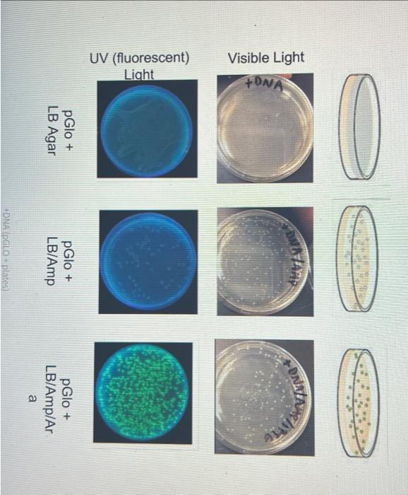 Solved 1. Look at the plates above to get the | Chegg.com