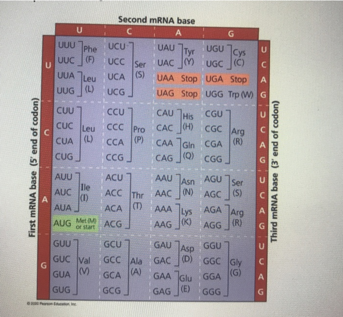 Solved G UAU Tyr TUGU Cys Second mRNA base U С A UUU Phe UCU | Chegg.com