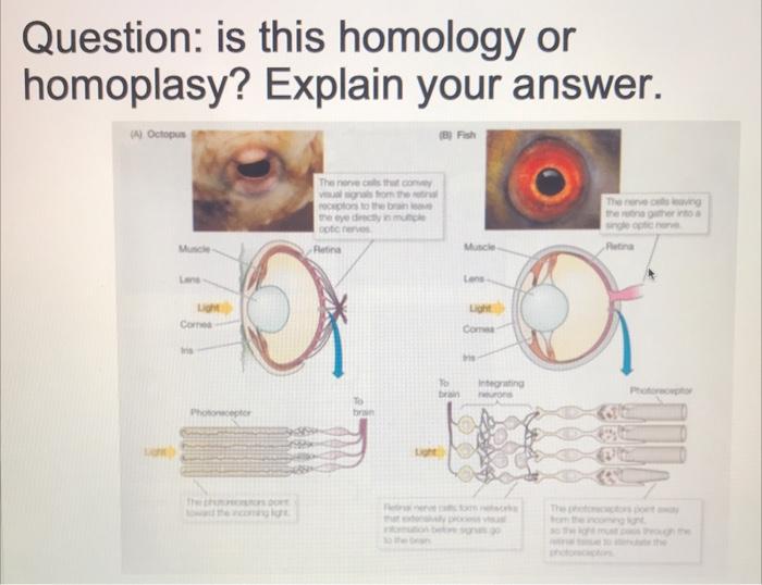 Solved Question: is this homology or homoplasy? Explain your | Chegg.com