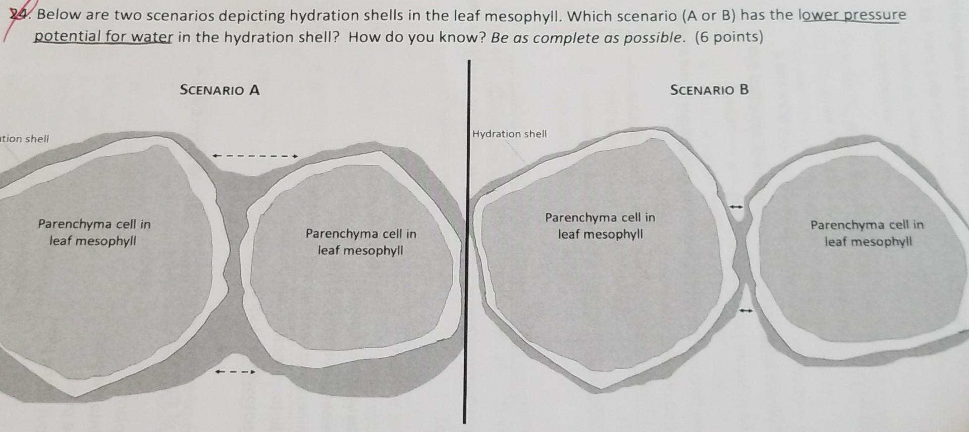 Solved 2. Below are two scenarios depicting hydration shells | Chegg.com