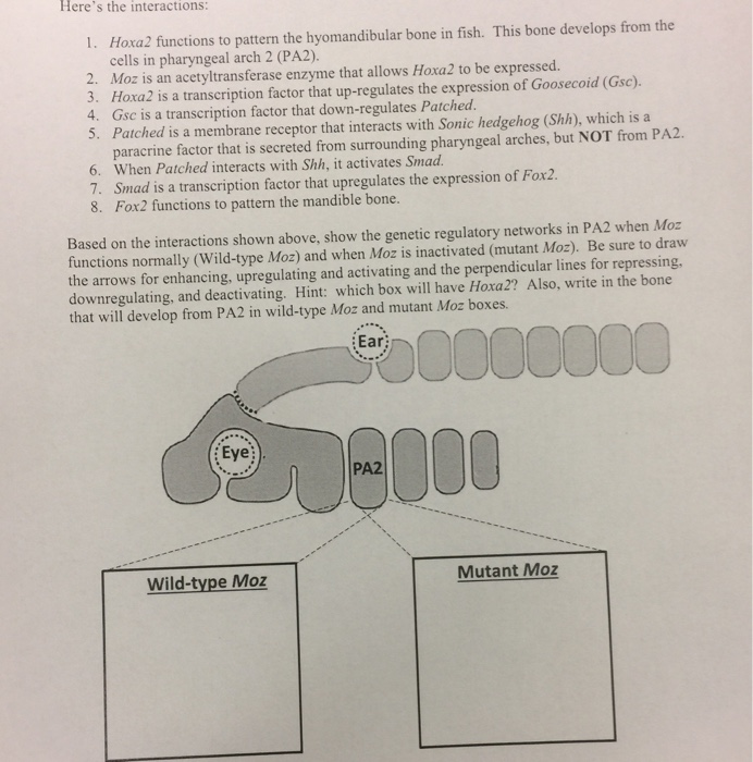 Solved 1. Hoxa2 functions to pattern the hyomandibular bone | Chegg.com