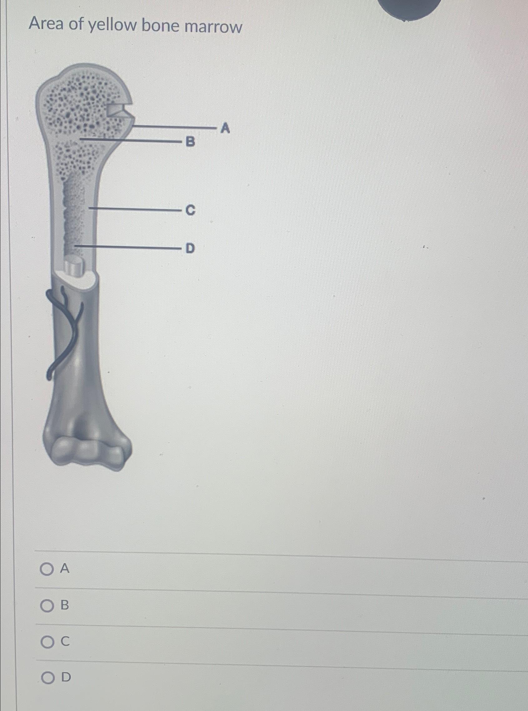 Solved Area of yellow bone marrowABCD | Chegg.com