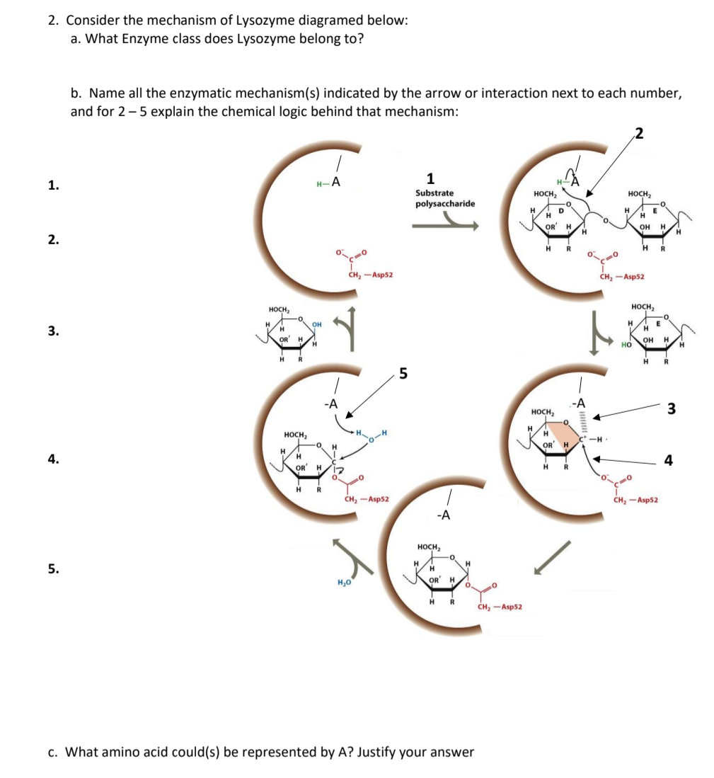 Solved 2. Consider the mechanism of Lysozyme diagramed | Chegg.com