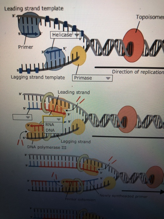 Solved: CENGAGE MINDTAP Pre-lecture Assignment: Ch11 DNA S... | Chegg.com