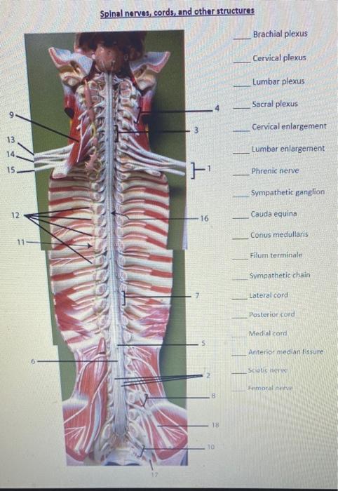 Cervical Plexus Model Google Search Nerve Anatomy, Medical