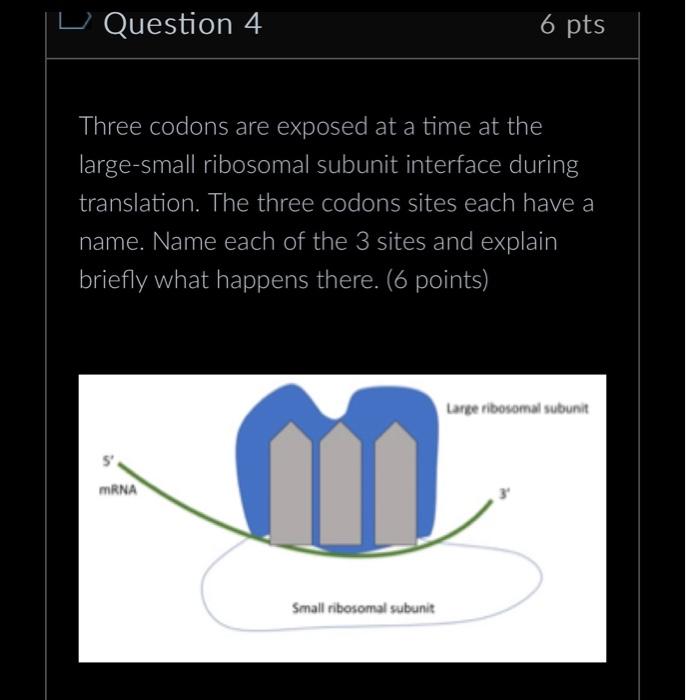 Solved Three codons are exposed at a time at the large-small | Chegg.com