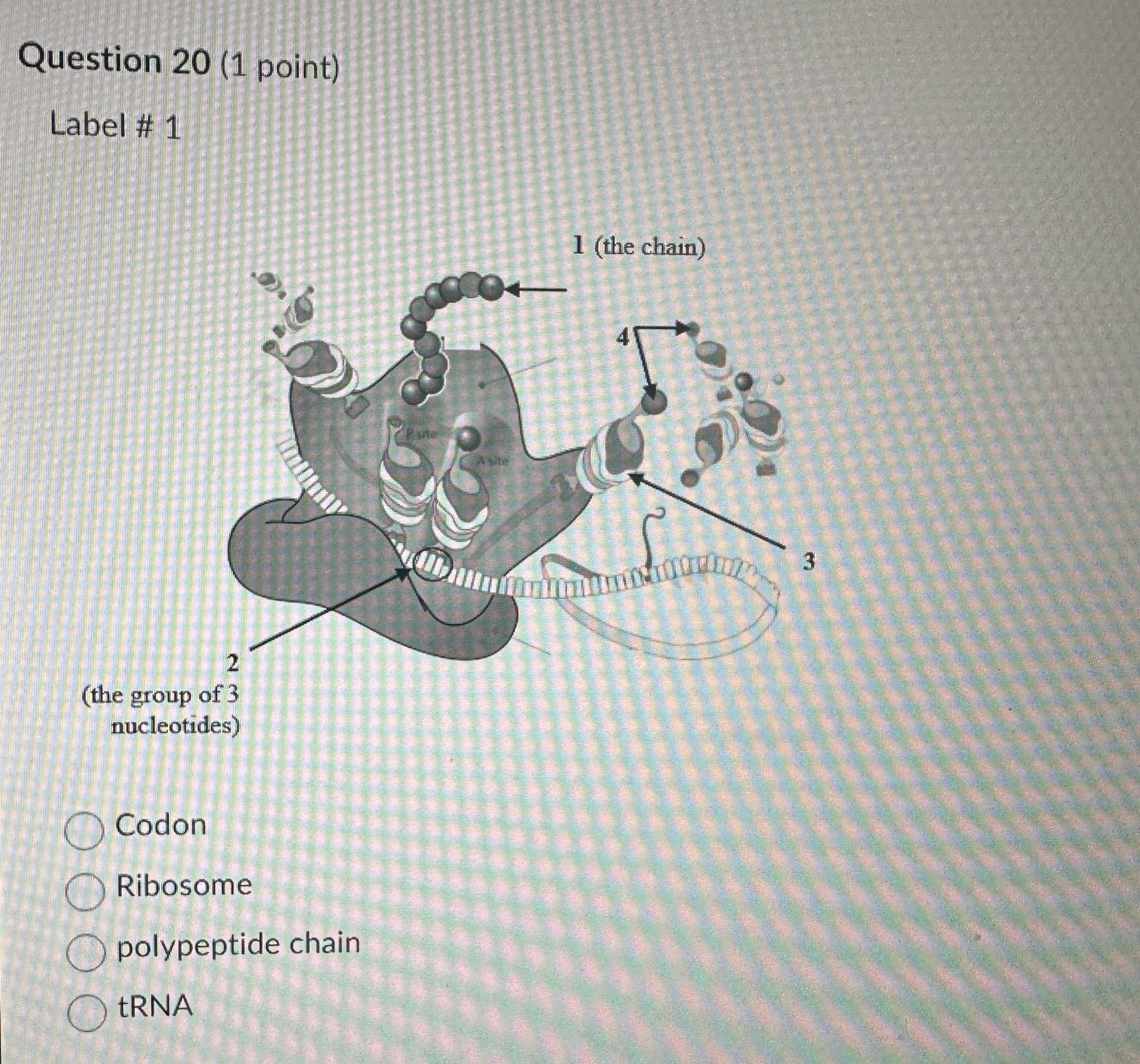 Solved Question 20 (1 point)Label # 11 (the chain)(the | Chegg.com Solved Question 20 (1 point)Label # 11 (the chain)(the | Chegg.com