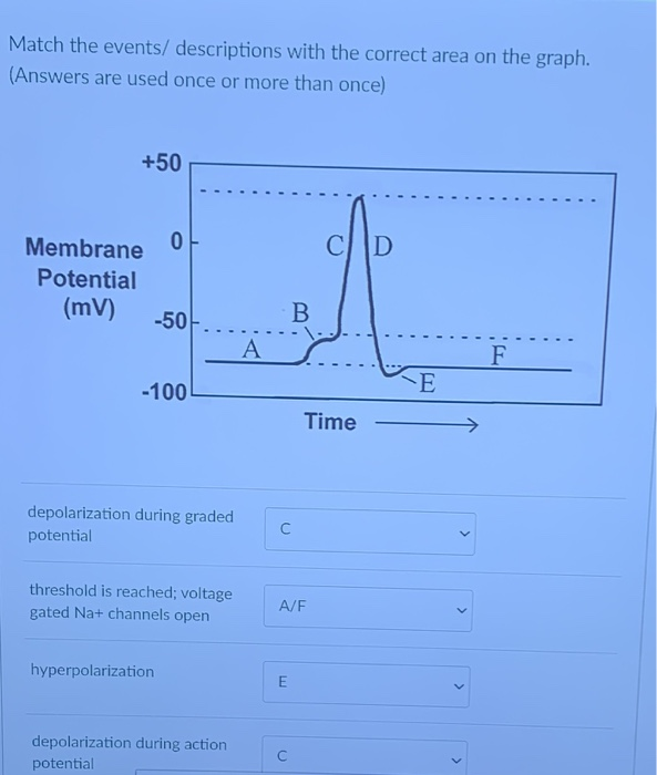 Solved Which of the following events are occurring during | Chegg.com