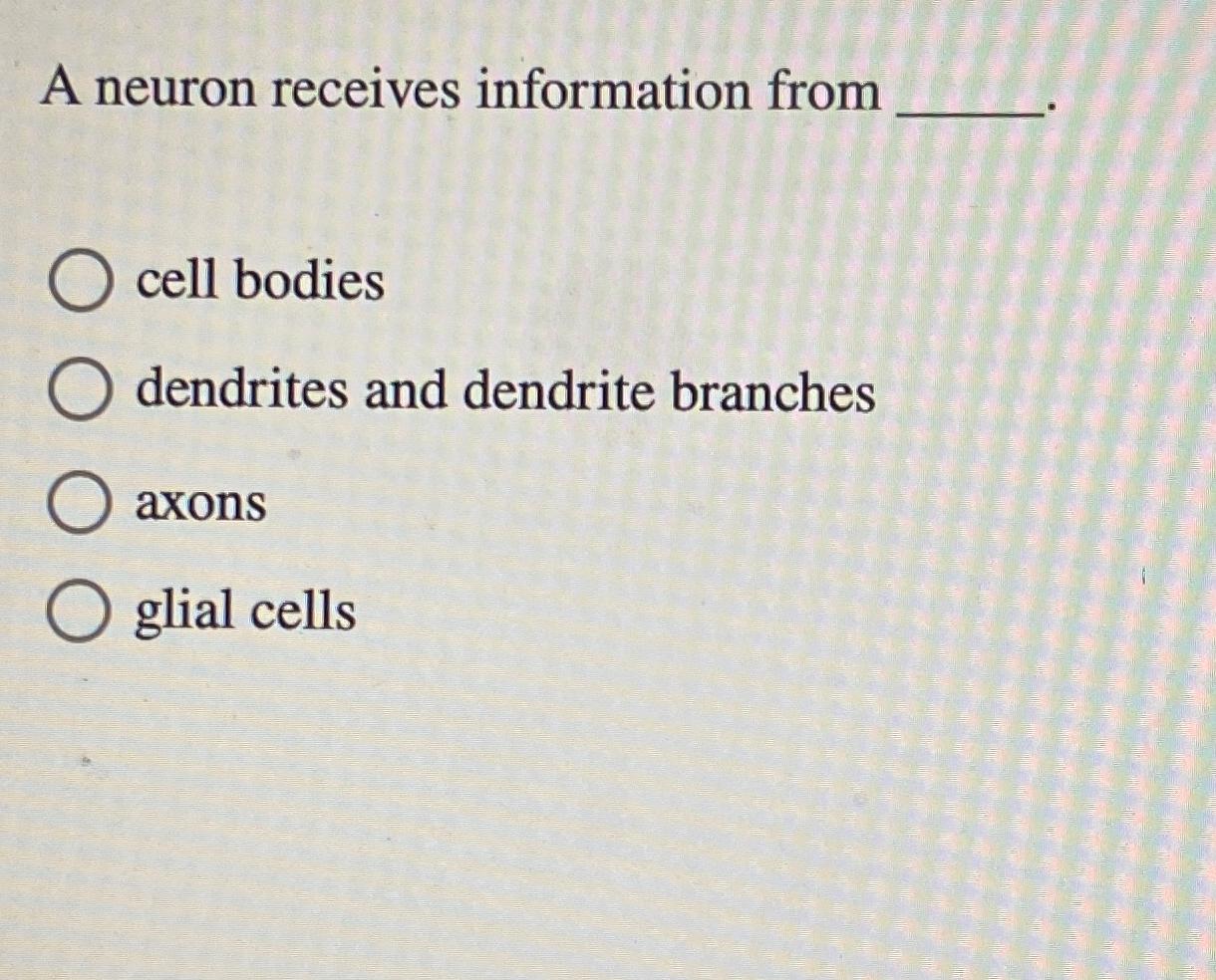 Solved A neuron receives information fromcell | Chegg.com