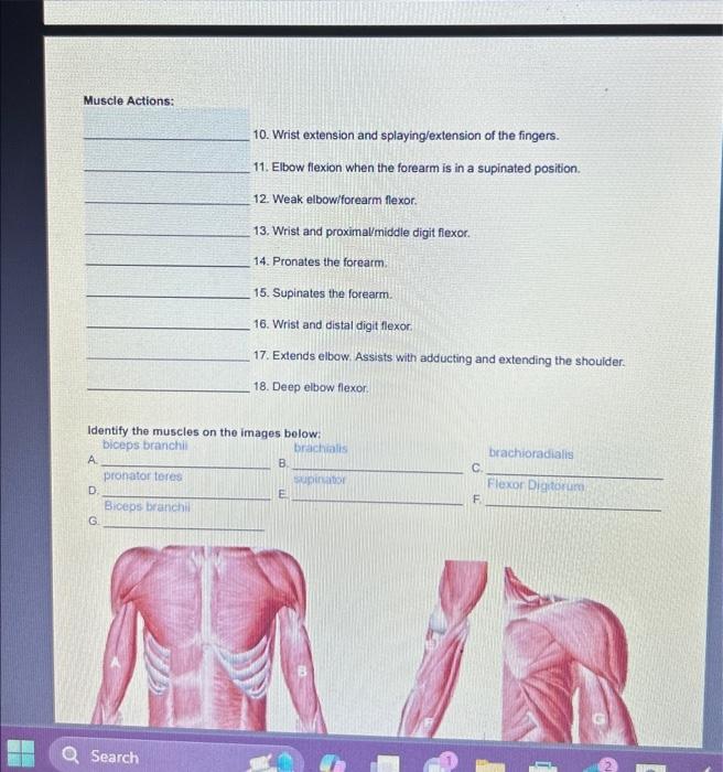 Solved PART 5: Muscles of the Arm \& Hand Use the word bank | Chegg.com