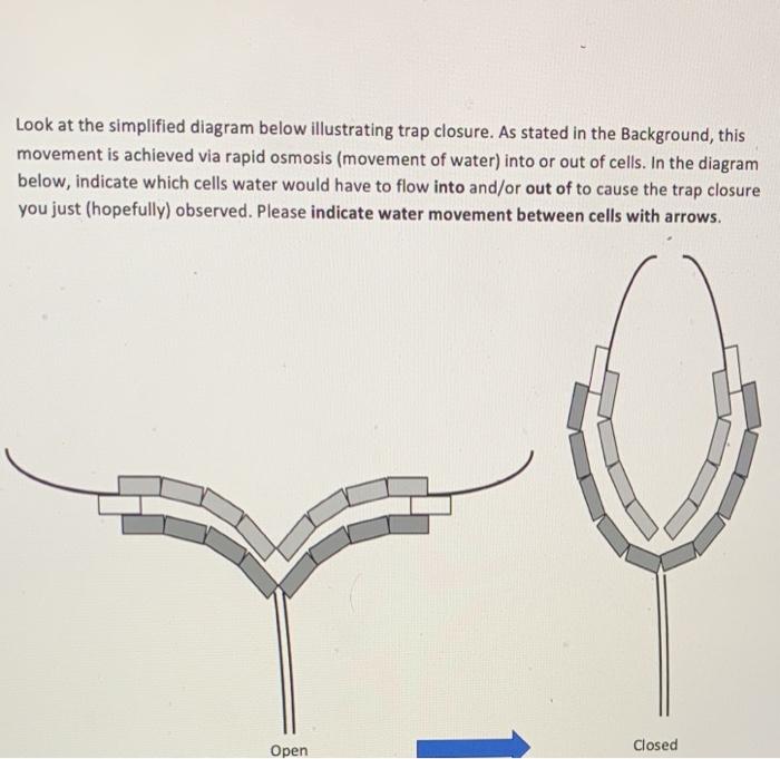 Solved Look at the simplified diagram below illustrating | Chegg.com