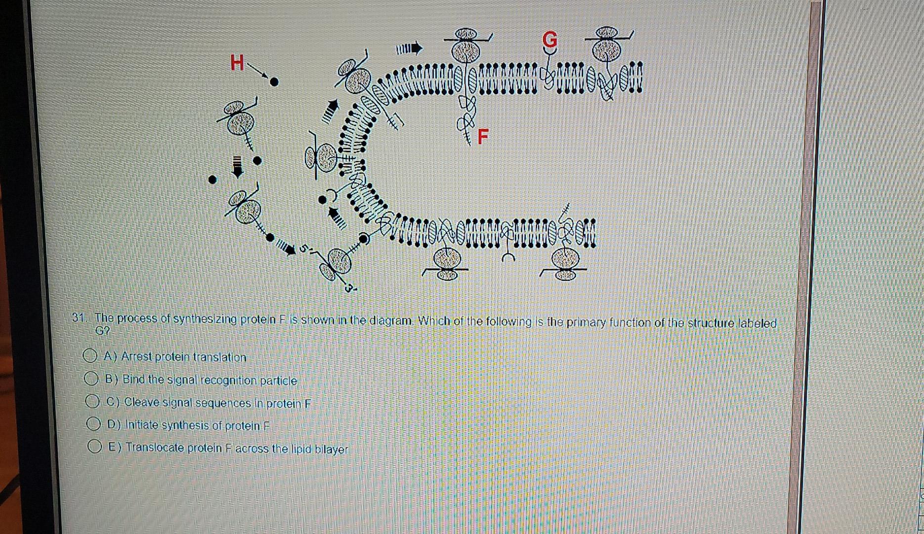 Solved G H OSOM QUID F 0- 31. The process of synthesizing | Chegg.com