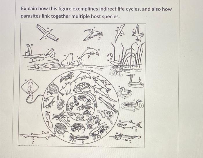 Solved Explain how this figure exemplifies indirect life | Chegg.com
