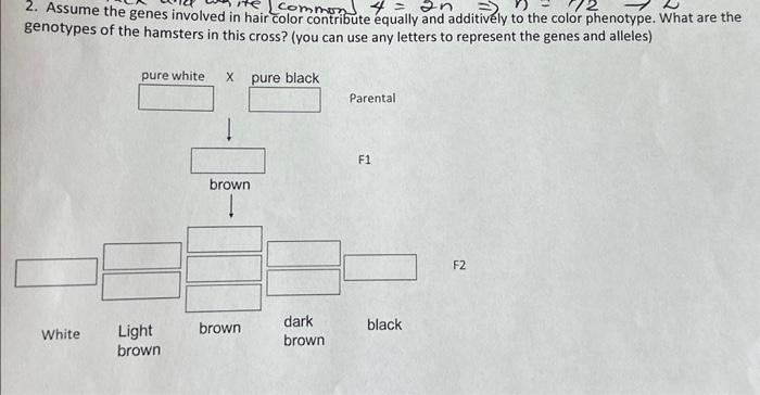 Solved 2. Assume the genes involved in hair color contribute | Chegg.com