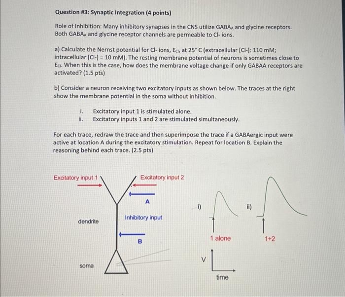 Solved Question \#3: Synaptic Integration (4 points) Role of | Chegg.com