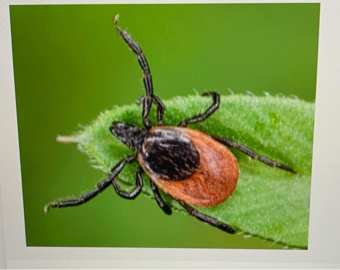 Solved what behavior is this tick exhibiting?a. wavingb. | Chegg.com