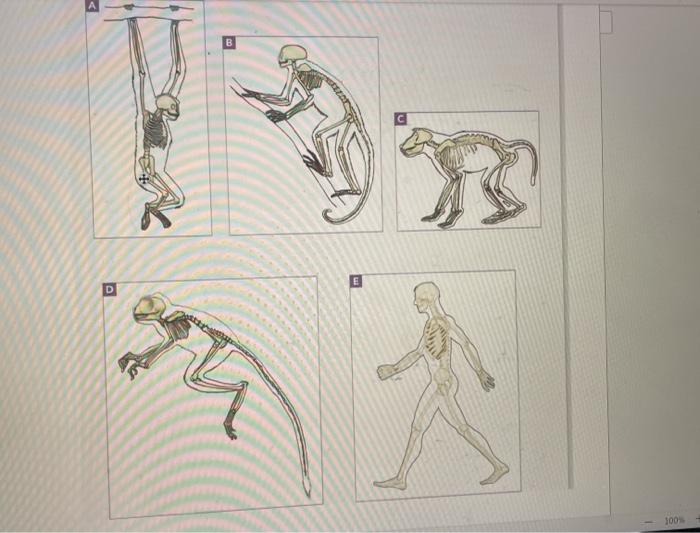 Measuring Nonhuman Primate Bones If your lab has | Chegg.com