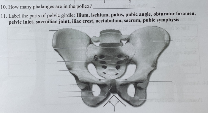 Solved 10. How many phalanges are in the pollex?__ 11. Label | Chegg.com