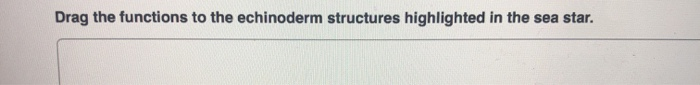 Solved Drag the functions to the echinoderm structures | Chegg.com