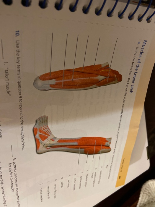 Solved Muscles of the Lower Limb 9. Using the terms from the | Chegg.com