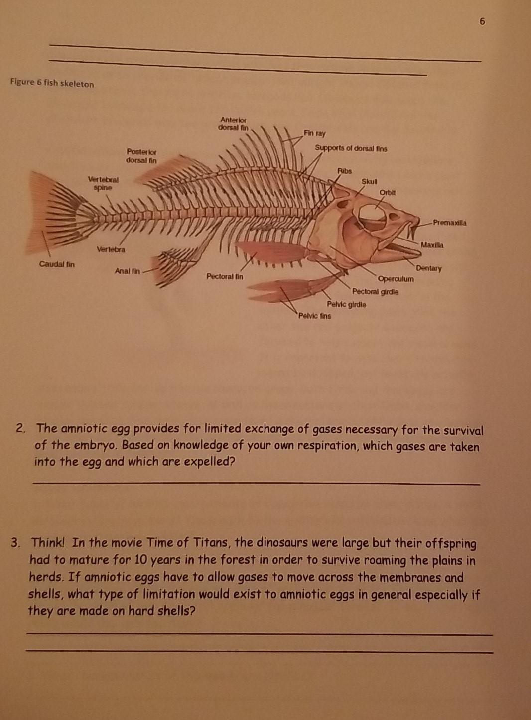 Solved 6 Figure 6 fish skeleton Anterior dorsal fin Fin Tay | Chegg.com
