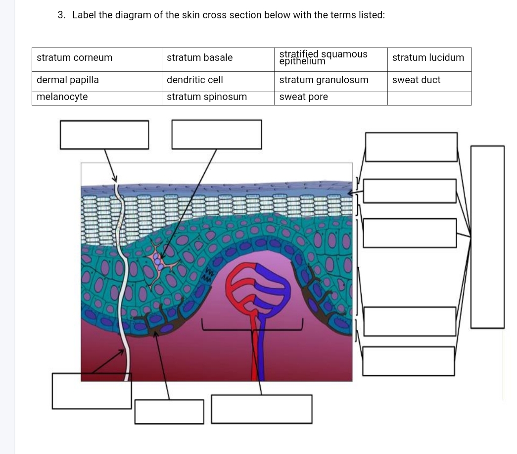 Solved Label the diagram of the skin cross section below | Chegg.com