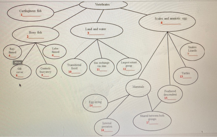 Solved Vertebrates Cartilaginous fish Scales and amniotic | Chegg.com