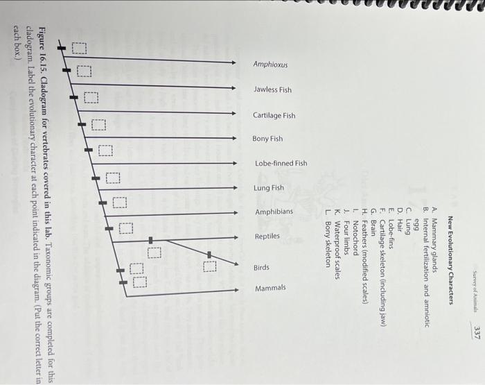 Solved Amphioxus Jawless Fish Cartilage Fish Bony Fish | Chegg.com