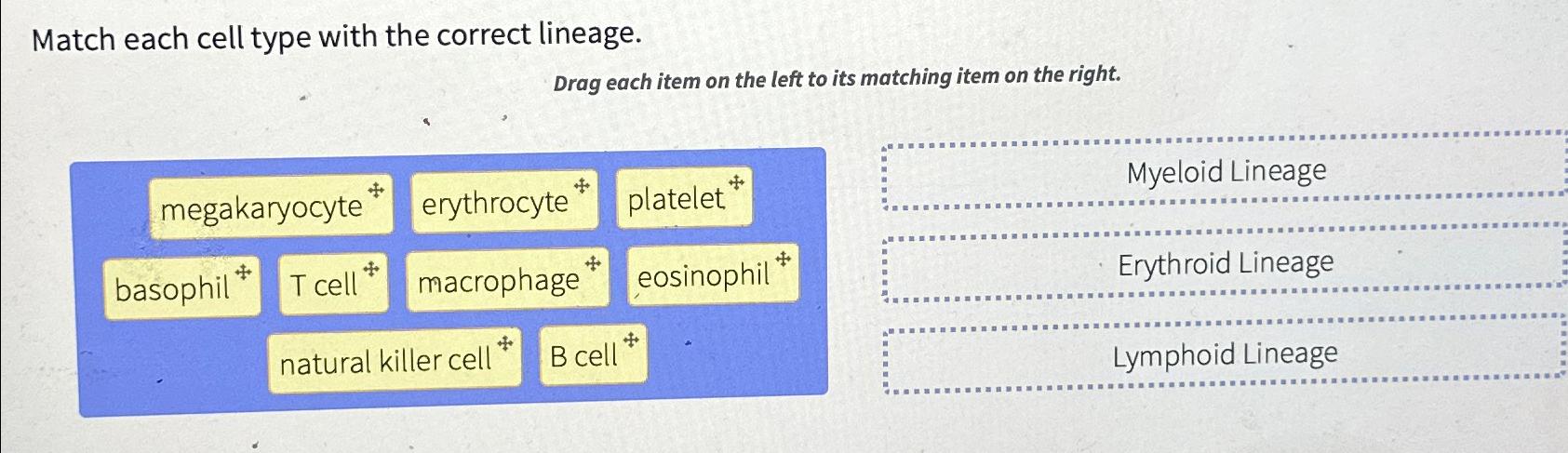 Solved Match each cell type with the correct lineage.Drag | Chegg.com