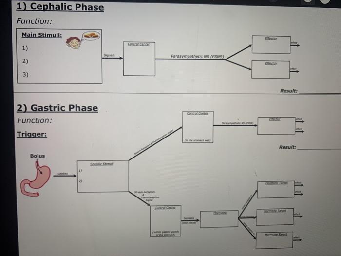 1) Cephalic Phase Function: Main Stimuli: Contri | Chegg.com