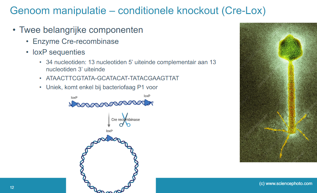 Solved Genoom manipulatie - ﻿conditionele knockout | Chegg.com